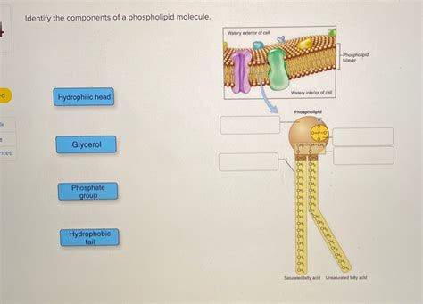 Solved Identify The Components Of A Phospholipid Molecule Chegg