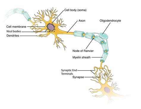 Neuron With Labeled Parts