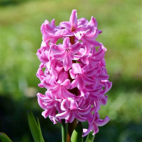 Flores De Primavera Las Más Típicas De Esta época