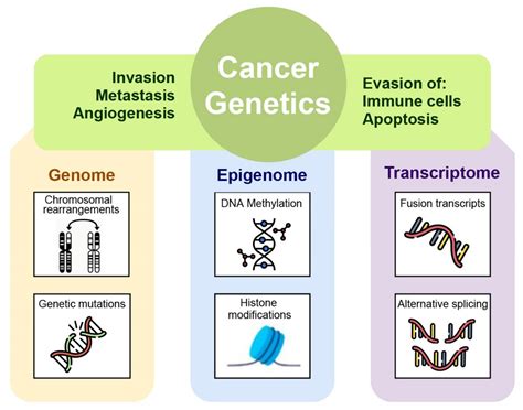 Figure From Perspective On Oncogenic Processes At The End 54 OFF