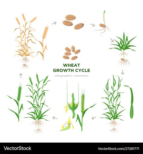 Wheat Growing Stages Life Cycle Plant Royalty Free Vector