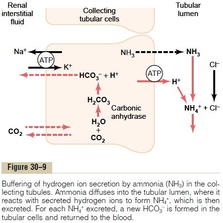 Combination Of Excess Hydrogen Ions With Phosphate And Ammonia Buffers