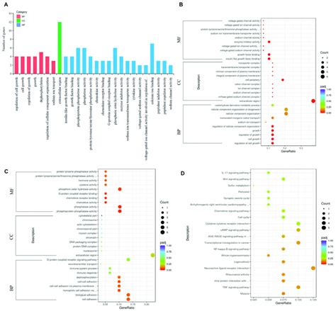 GO and KEGG enrichment analyses of DEGs of GCs between the 200 µM NAC