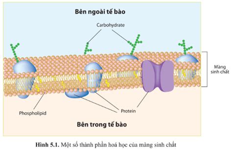 Dựa vào hình 5 1 hãy cho biết màng sinh chất màng tế bào được cấu