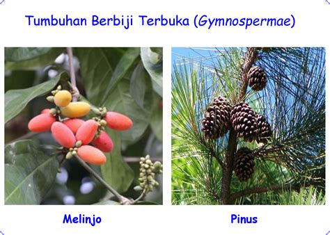 Ciri Ciri Tumbuhan Berbiji Terbuka