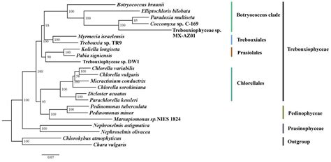 Genes Free Full Text The Chloroplast Genome Of The Lichen