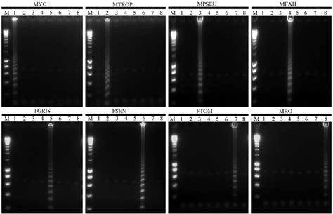 Specificity Of Rolling Circle Amplification Probes Agarose Gel