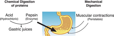 Protein Digestion And Absorption