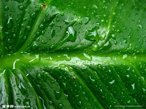 绿叶 水滴 水珠 露水摄影图 树木树叶 生物世界 摄影图库 昵图网nipic