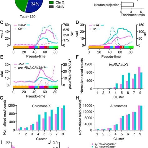 sex specific transcription and dosage compensation in the ~3h embryo download scientific