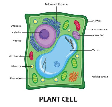 Plant Cell Diagram With Label