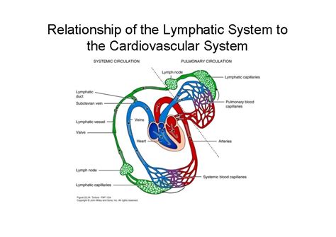 Schematic Diagram Of Lymphatic System