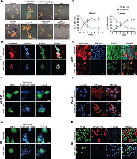 figures and data in transient cell in cell formation underlies tumor relapse and resistance to