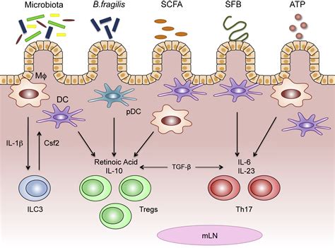 Intestinal Antigen Presenting Cells The American Journal Of Pathology
