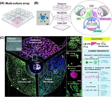 Machine Learning Aided Microfluidic Platform For Drug Screening
