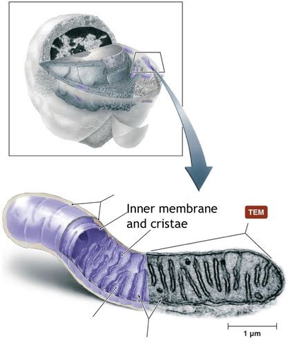 Unit 1 CH 3 Cell Structure And Function Eukaryotes Flashcards Quizlet