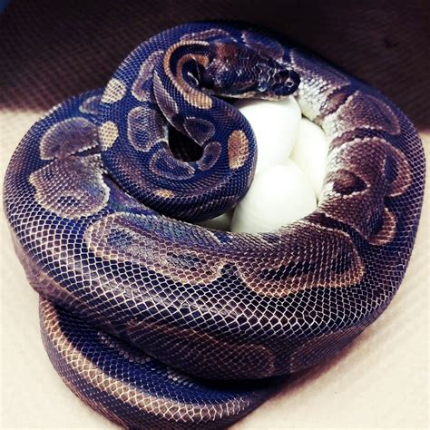 punnett s square asexual or sexual reproduction in ball pythons