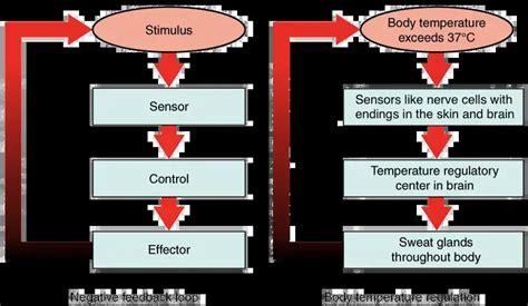 Feedback Mechanism Definition Types Mechanism Examples Biology