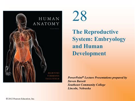 The Reproductive System Embryology And Human Development Docslib