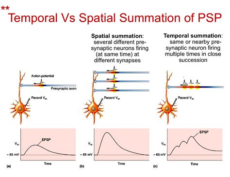 spatial summation graph get images