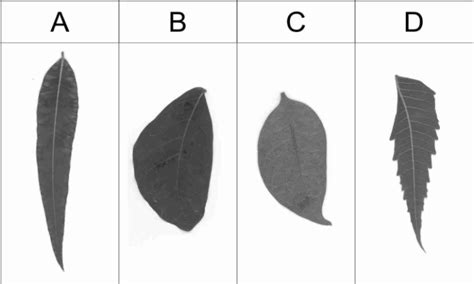 klasifikasi daun dengan metode anfis adaptive neuro fuzzy inference