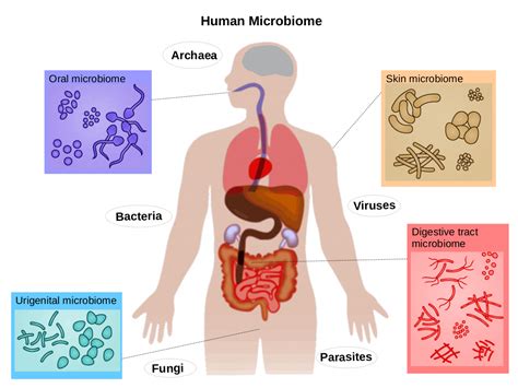 The Human Microbiome Summary