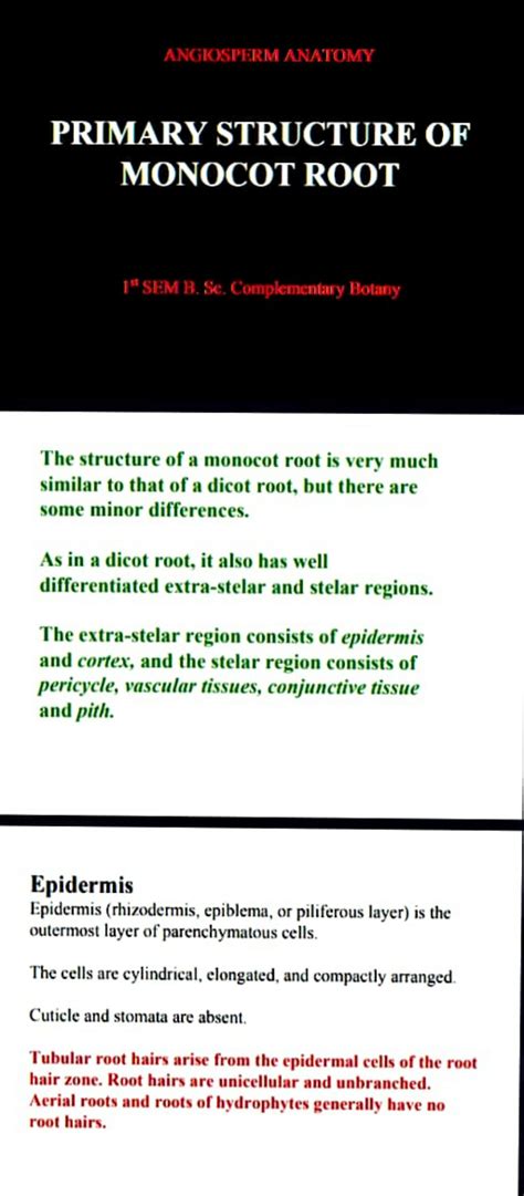 SOLUTION Monocot Root Primary Structure Notes Ppt Studypool
