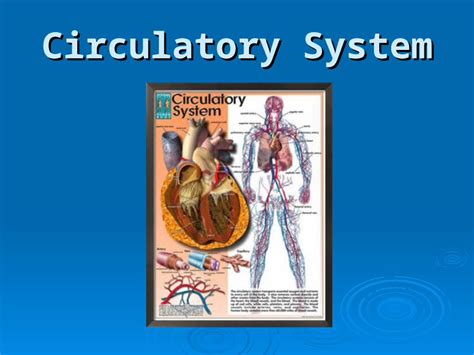 PPT Circulatory System Functions Of Circulatory System
