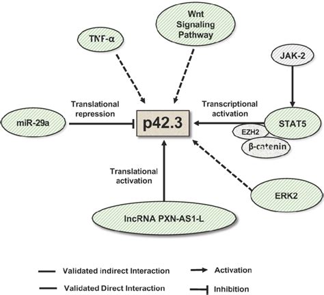 Mechanisms That Regulate SAPCD2 Expression SAPCD2 Expression Was Found