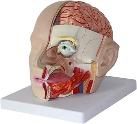 Modello Medico Anatomico Anatomia Anatomia Del Cervello Umano Modello