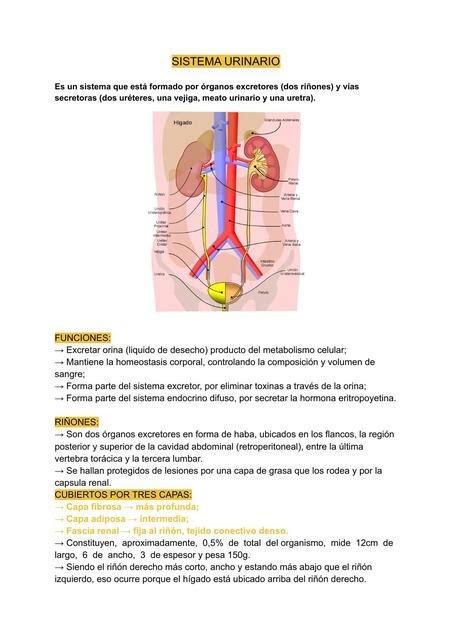 Sistema Urinario Camille Vitória Mallmann Munchen uDocz