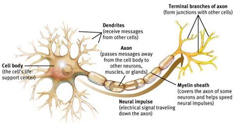 What Is Functions Of Dendrites Brainly In
