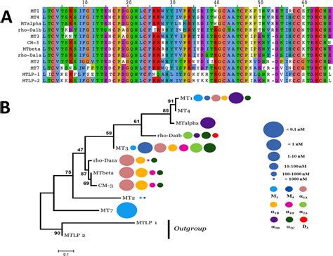 sequence alignment and phylogenetic tree of aminergic toxins a download scientific diagram