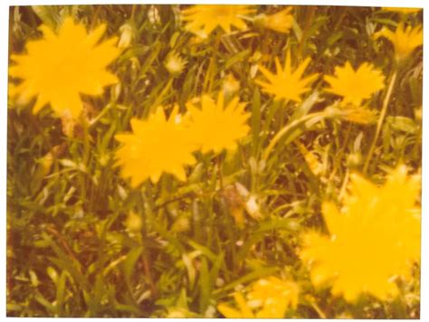 Stefanie Schneider Springtime Suburbia Contemporary Polaroid Analog Photography For