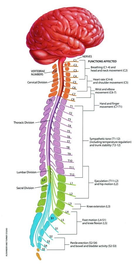 Anatomy Of Spinal Cord Brain Anatomy Spine Anatomi Manusia Tubuh