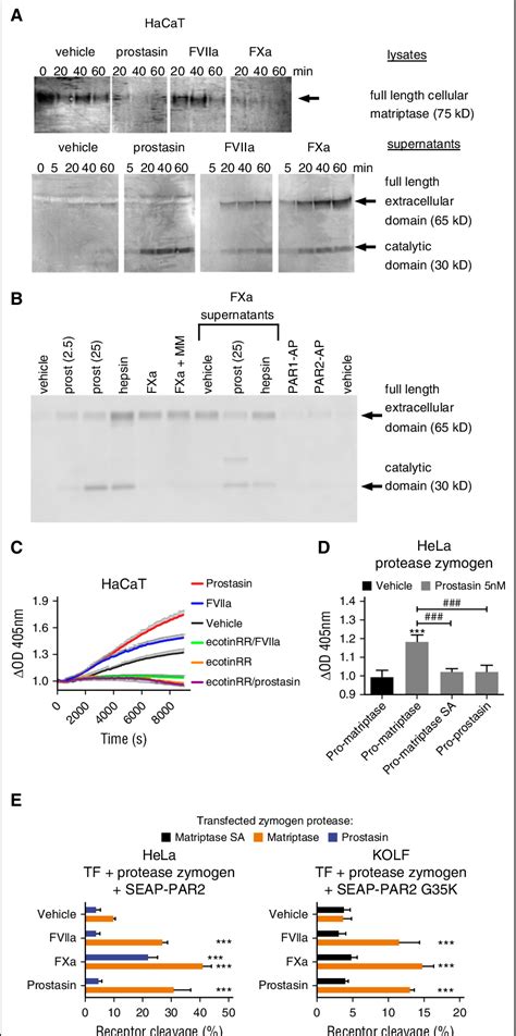 Figure 3 From Matriptase Activation Connects Tissue Factor Dependent