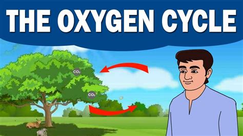 10 Intriguing Facts About Oxygen Cycle Facts Net