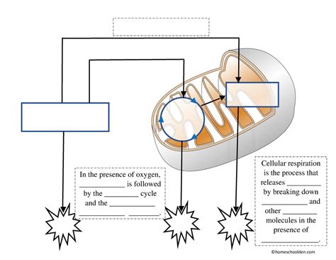 Cellular Respiration Worksheetsfor Students 2 In The Presence Of