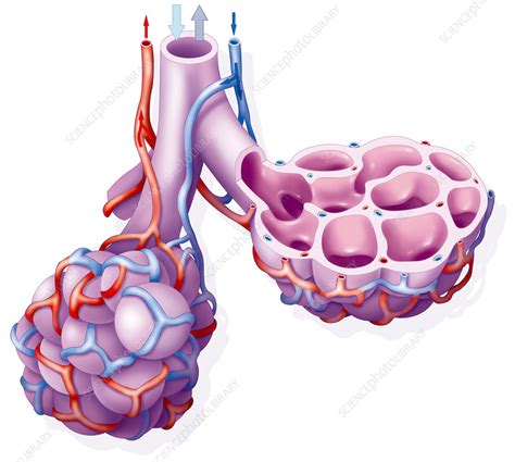 Lung Alveoli Anatomy Artwork Stock Image C010 7454 Science Photo