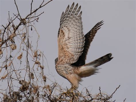 今日の撮って出し ライファーNo368チョウセンオオタカ TMO シエロの野鳥観察記録