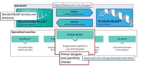 Accessing Primer BLAST
