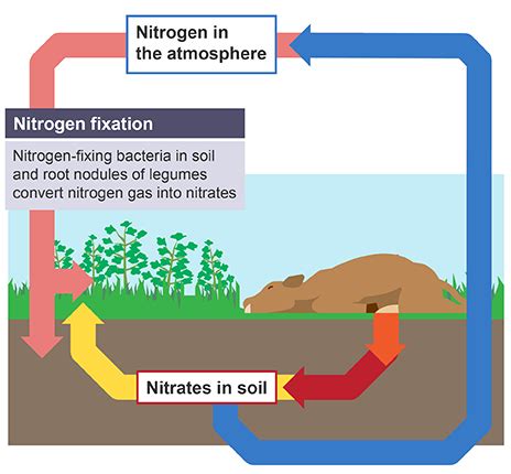Nitrogen Cycle For Dummies