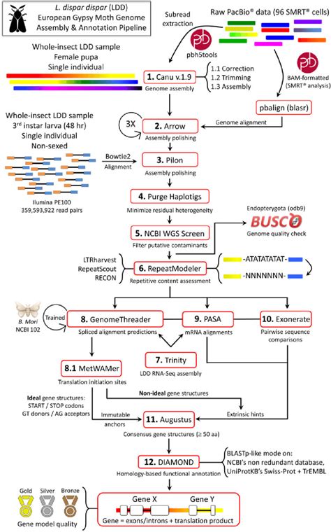 l dispar dispar genome assembly and annotation pipeline the automated download scientific