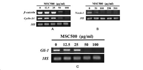 MSC500 downregulates the genes of Wnt β catenin Notch and Hedgehog