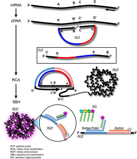 hybiss hybridization based in situ sequencing