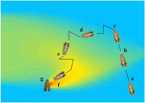 frontiers odor source localization of multi robots with swarm intelligence algorithms a review
