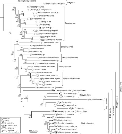 Phylogeny Of The Green Plant Lineage Obtained By ML Inference Of The