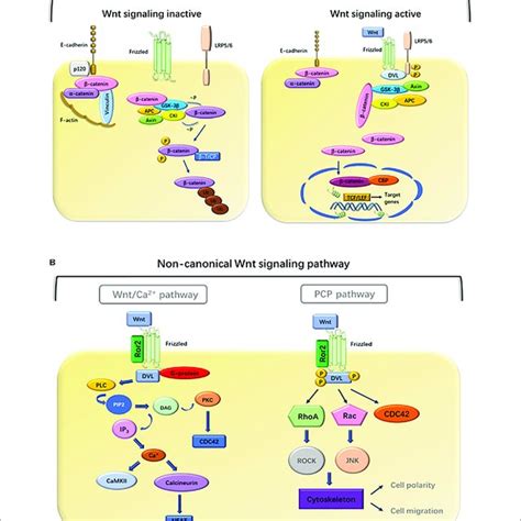 Overview Of The Wnt Pathway A Canonical Pathway Binding Of Wnt To