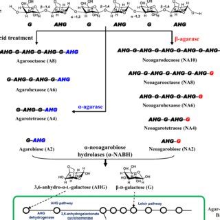Simplified Schematic Representation Of The Adiponectin Insulin And