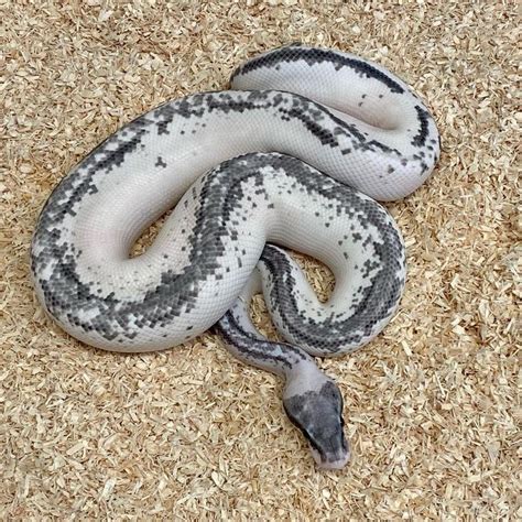 Super Pastel Desert Ghost Genetic Stripe Ball Python Ball Python